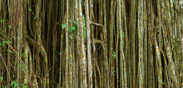 Modernize with the Strangler Application Pattern and Microservices ...